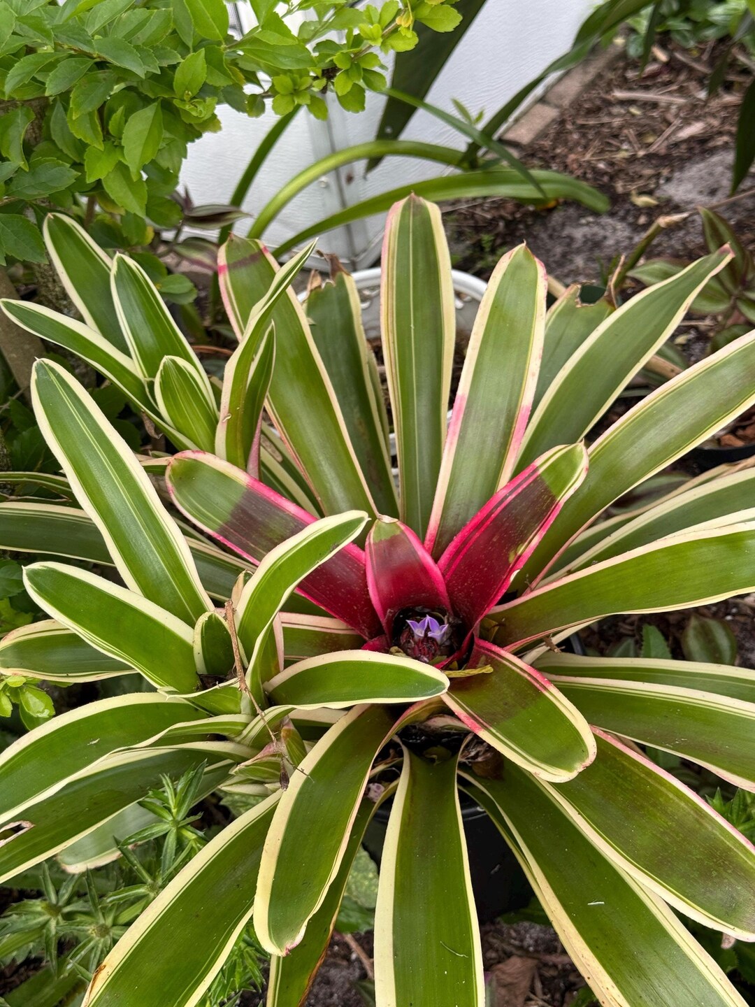Gorgeous Blushing Variegated Neoregelia Carolinae Bromeliad Different ...