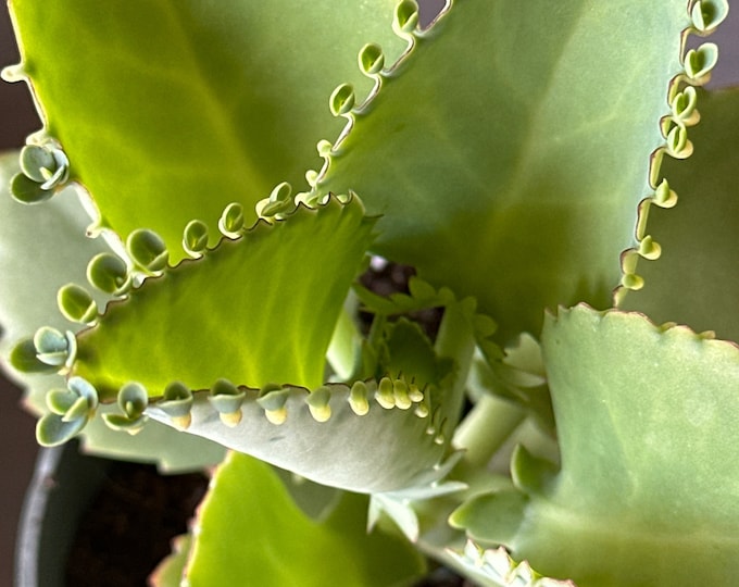 Mexican Hat Plant Alligator Plant Kalanchoe Daigremontiana Mother of ...