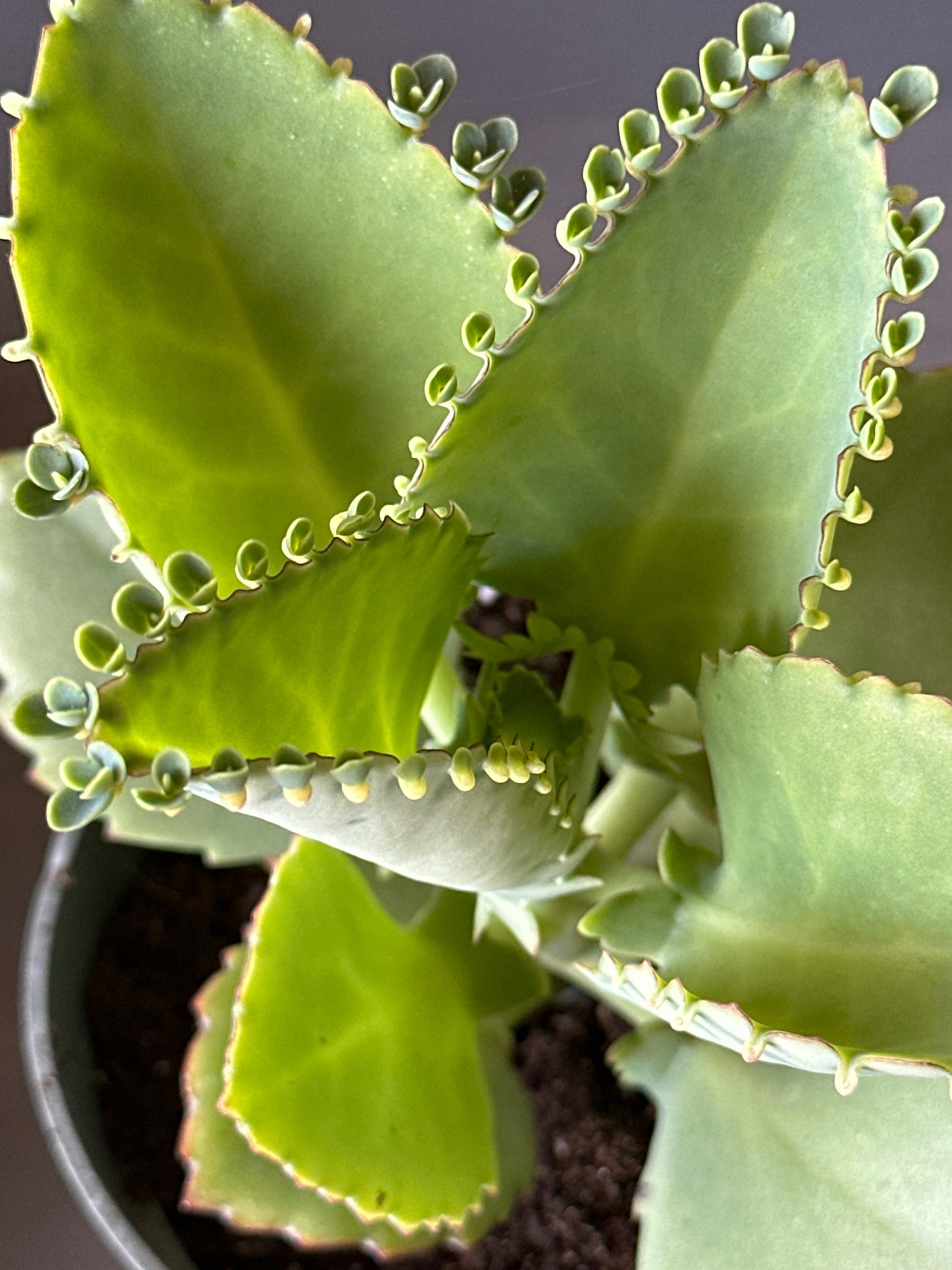 Frizzle Sizzle Plant Live Mother Of Thousands-Kalanchoe Daigremontiana ...