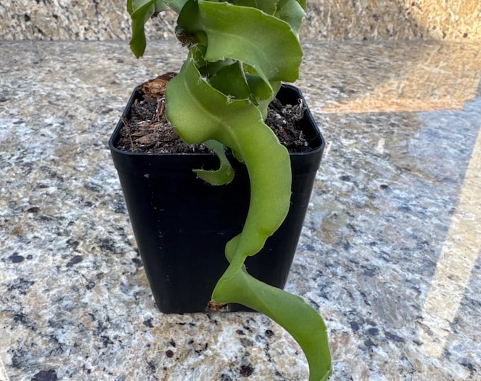 Epiphyllum Curly Locks Curly Sue Guatemalense Mostrosa Orchid Cactus - Etsy