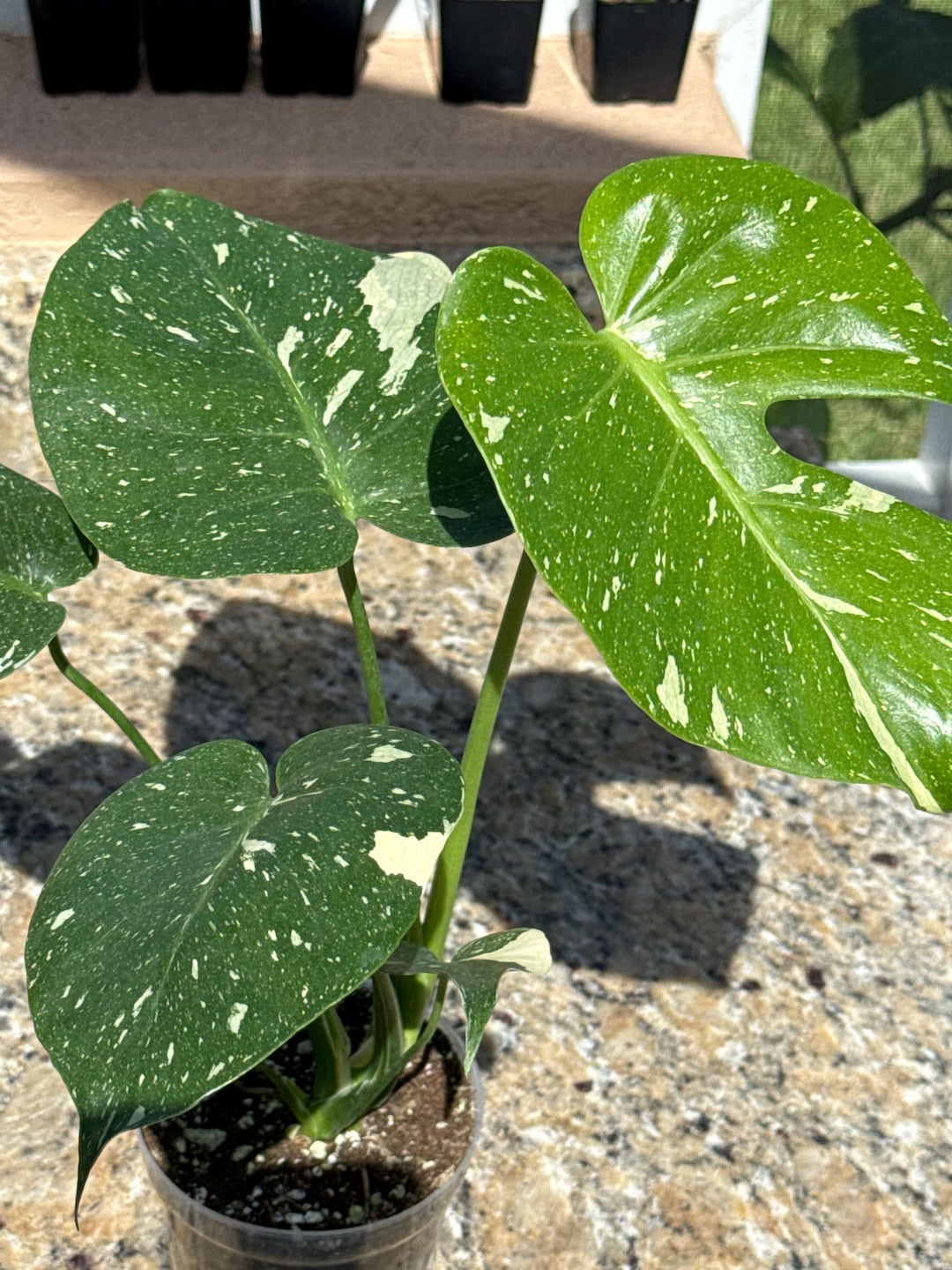 Beautiful Monstera Variegated Thai Constellation Exact Plant From ...