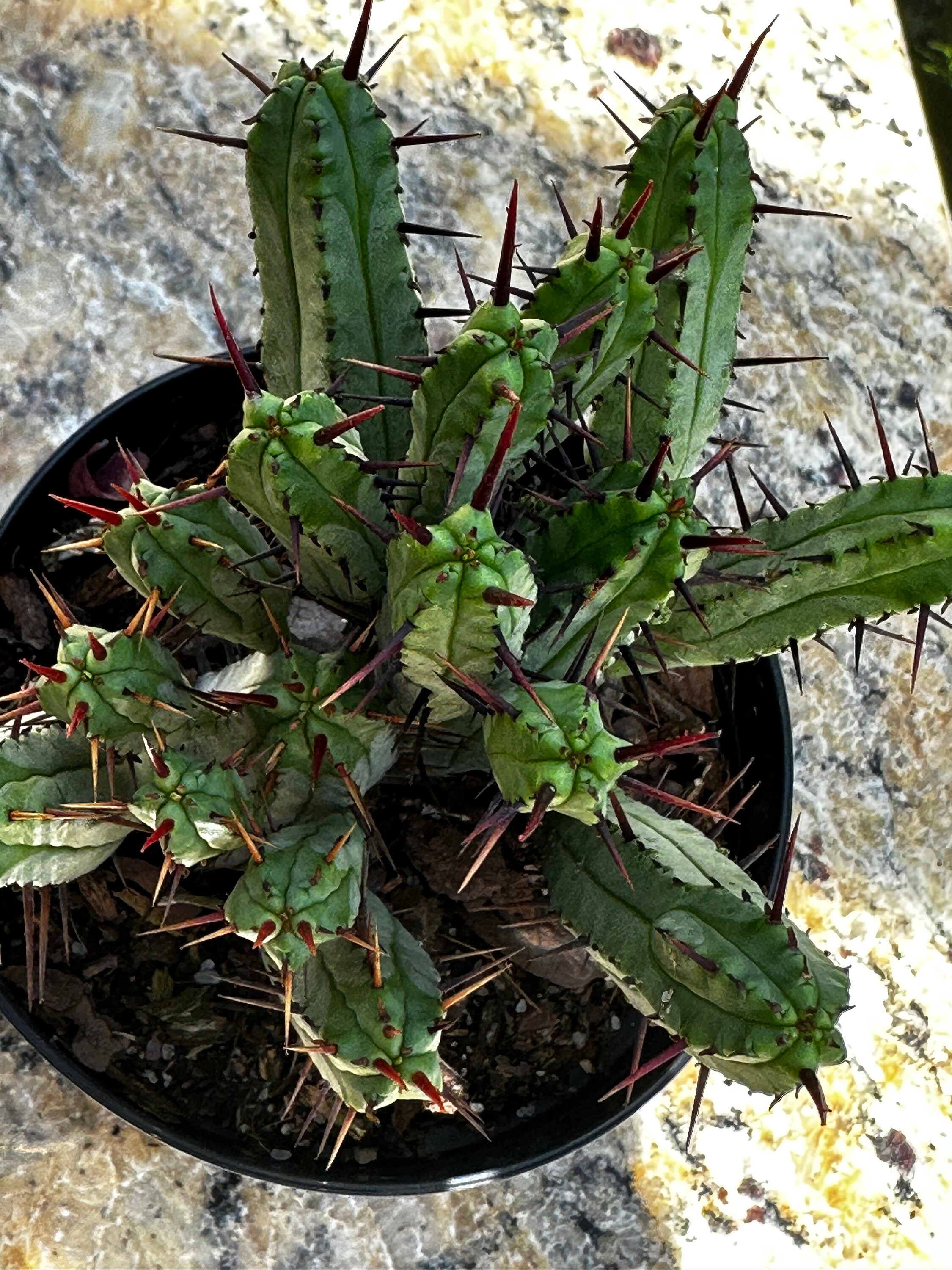 Euphorbia Enopla Pincushion Euphorbia Live Cactus - Etsy