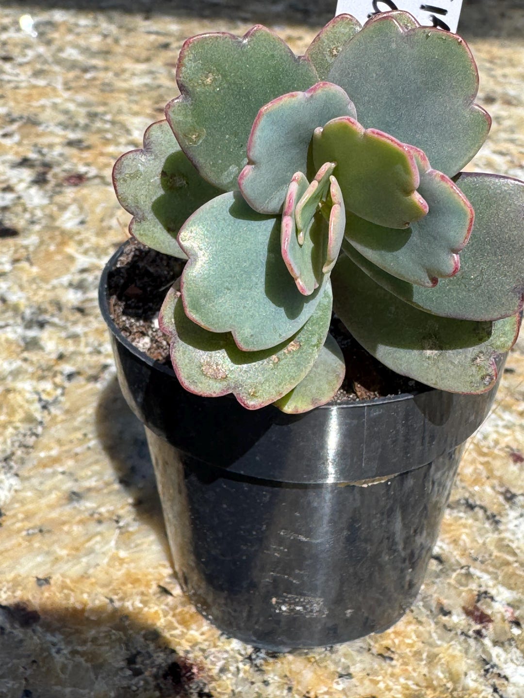 Rare Starter Kalanchoe Fedtschenkoi Compacta, Majestic Scallops ...