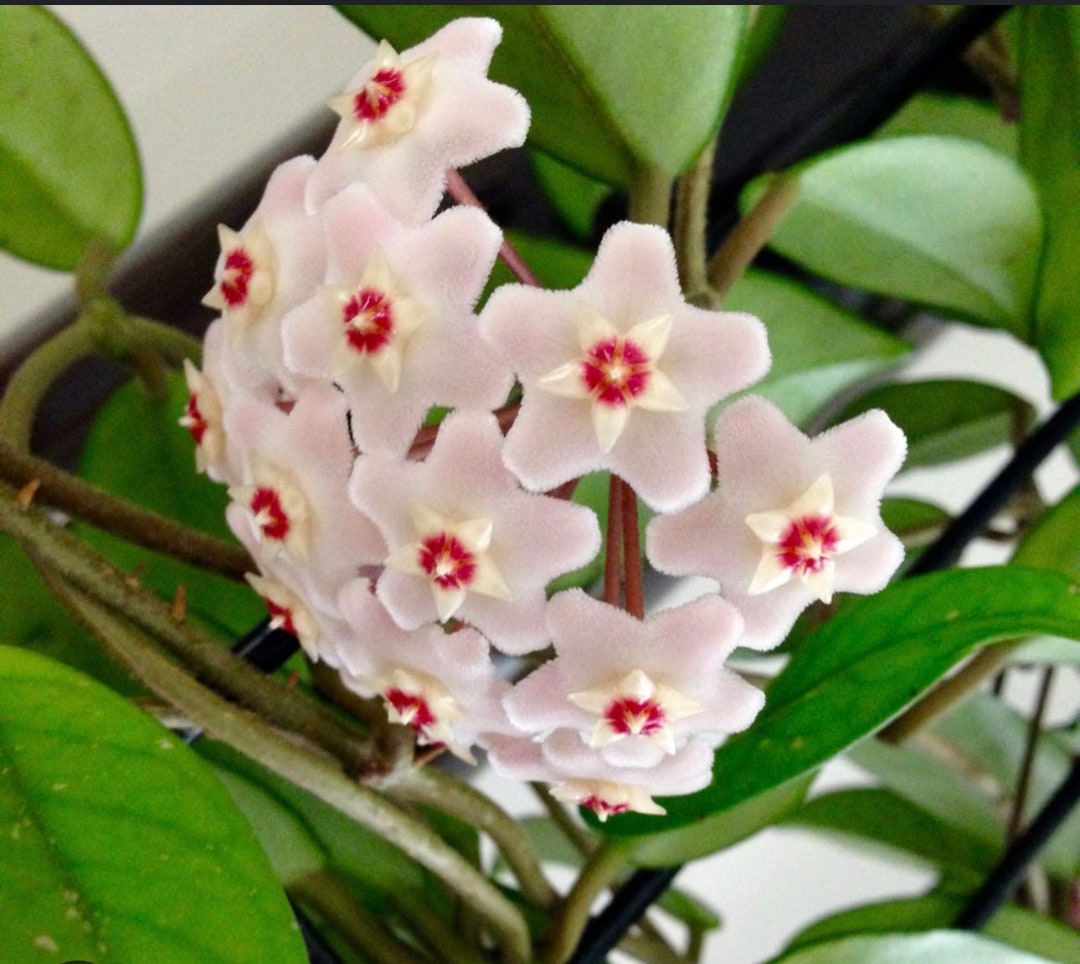 Hoya Carnosa Chelsea Rare Hoya Tolerate Warmer Weather - Etsy