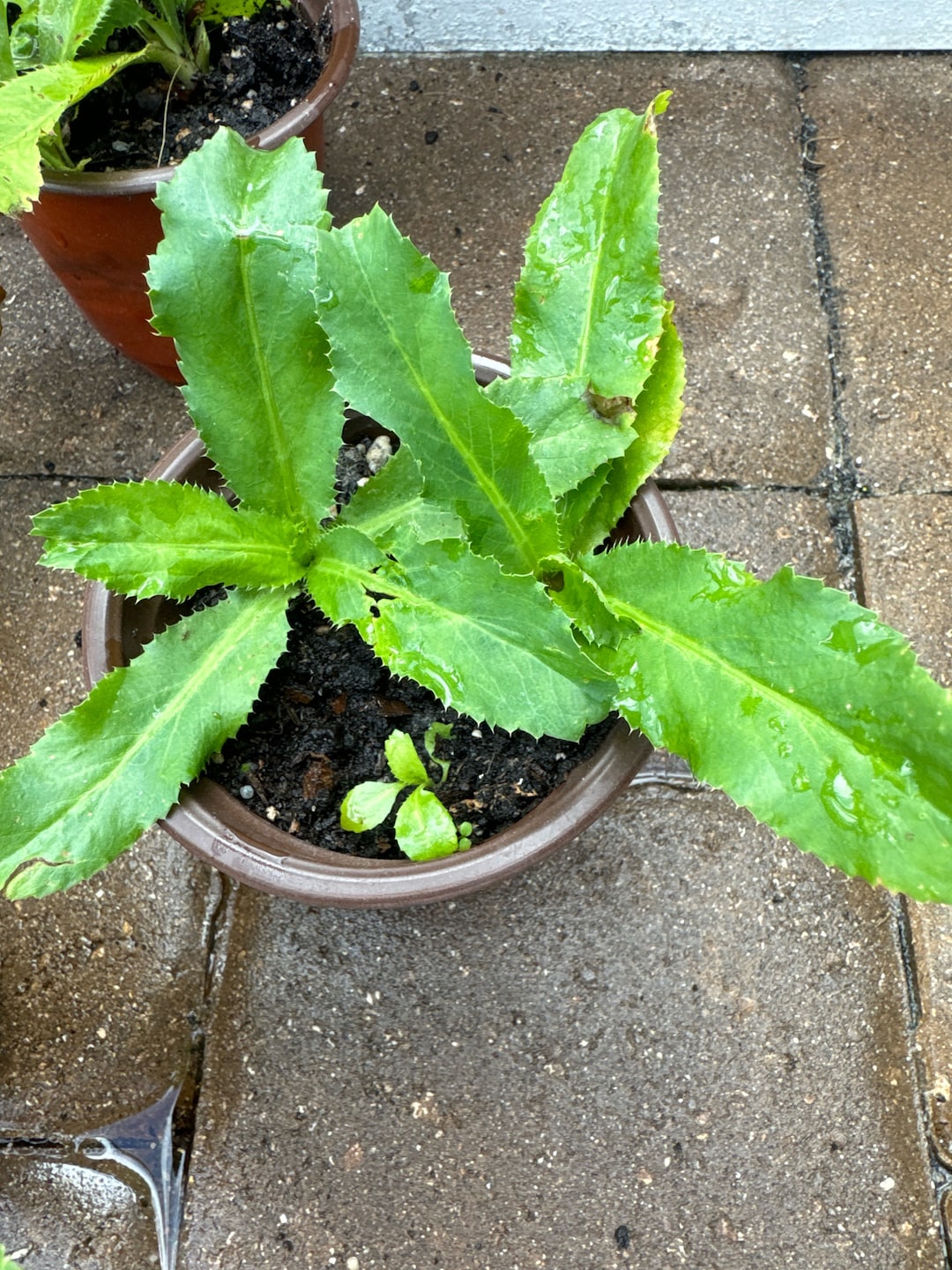Culantro Herb / Mexican Culantro: Vietnamese Thai Parsley - Recao; 2 ...