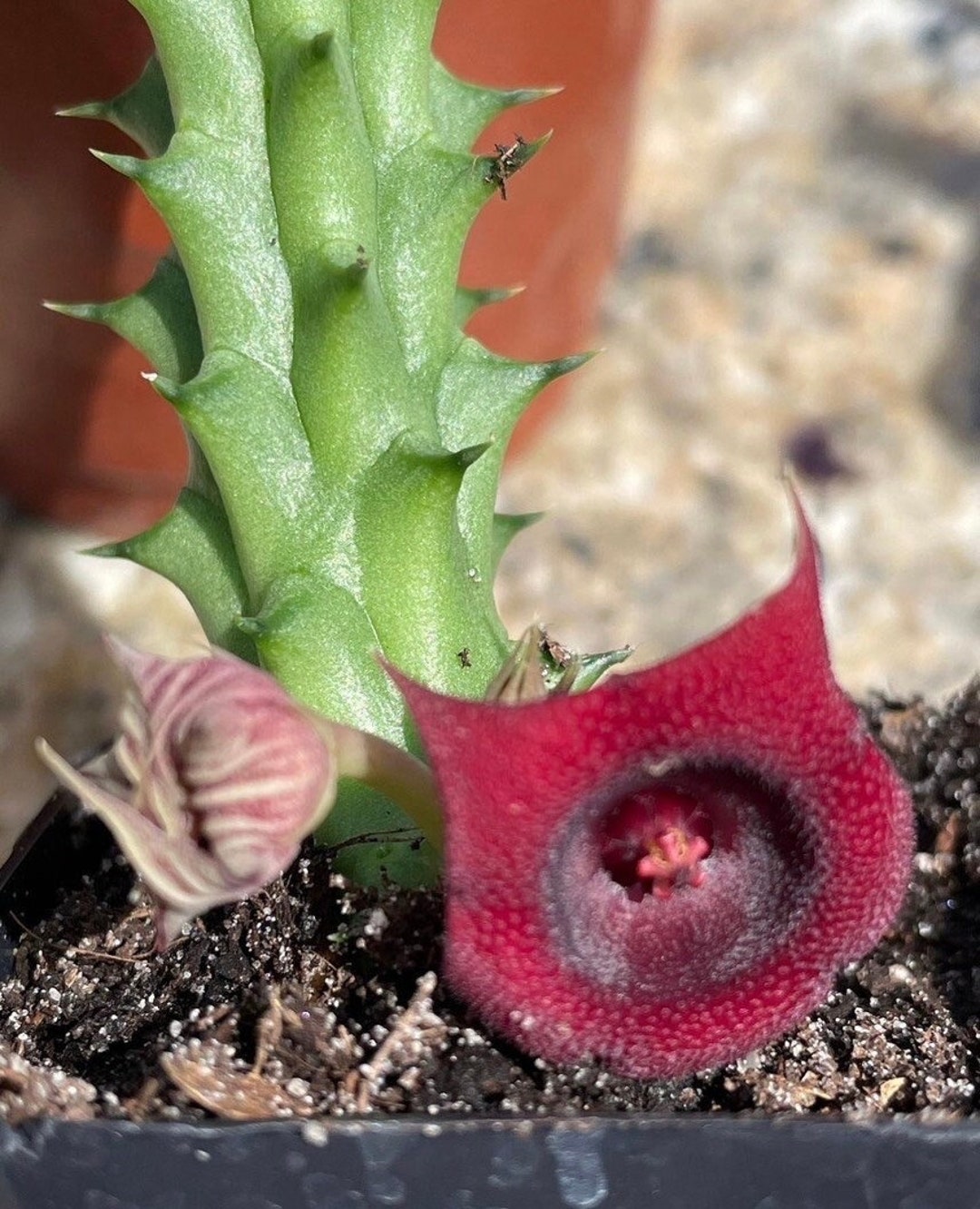 Huernia Macrocarpa Red Dragon Flower Mature Potted Succulent Cacti ...