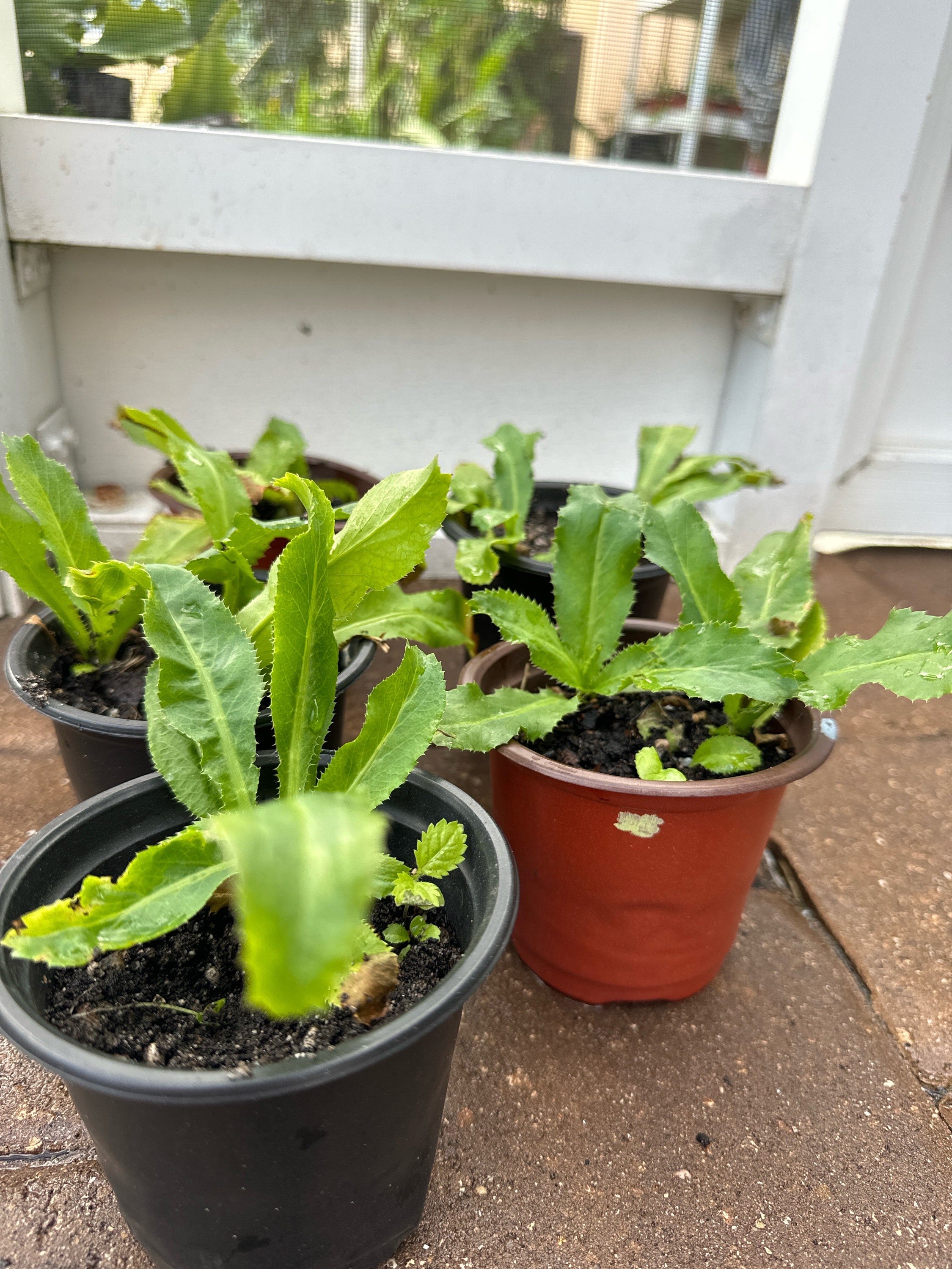 Culantro Herb / Mexican Culantro: Vietnamese Thai Parsley - Recao; 2 ...