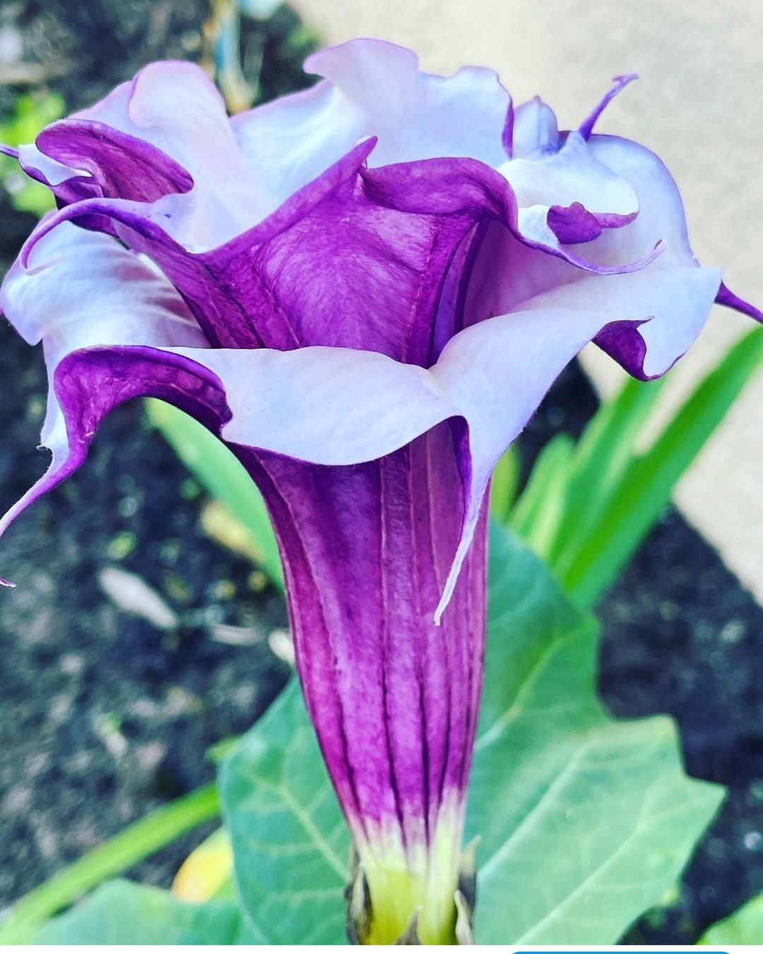 Double Purple Devil's Trumpet / Angel's Trumpet - Datura Metel ...