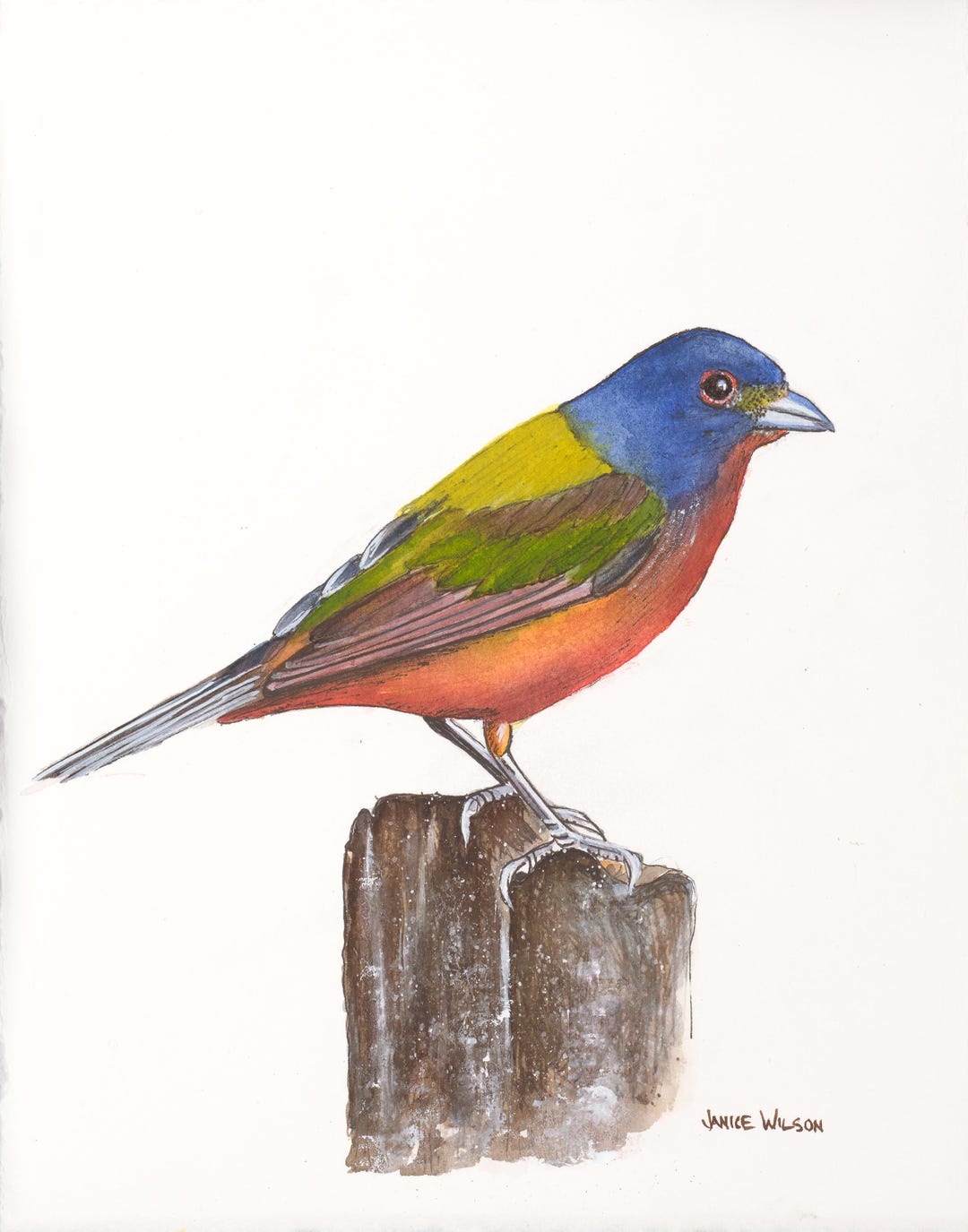 Painted Bunting on a Stump, Five Color Bird, Original Fine Art ...