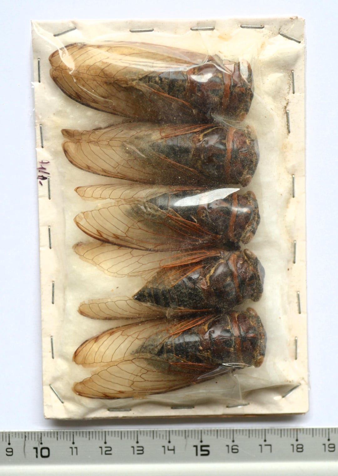 5 Thai Cicadas in a Set, to Spread Out, Delivery to a Relay Point ...