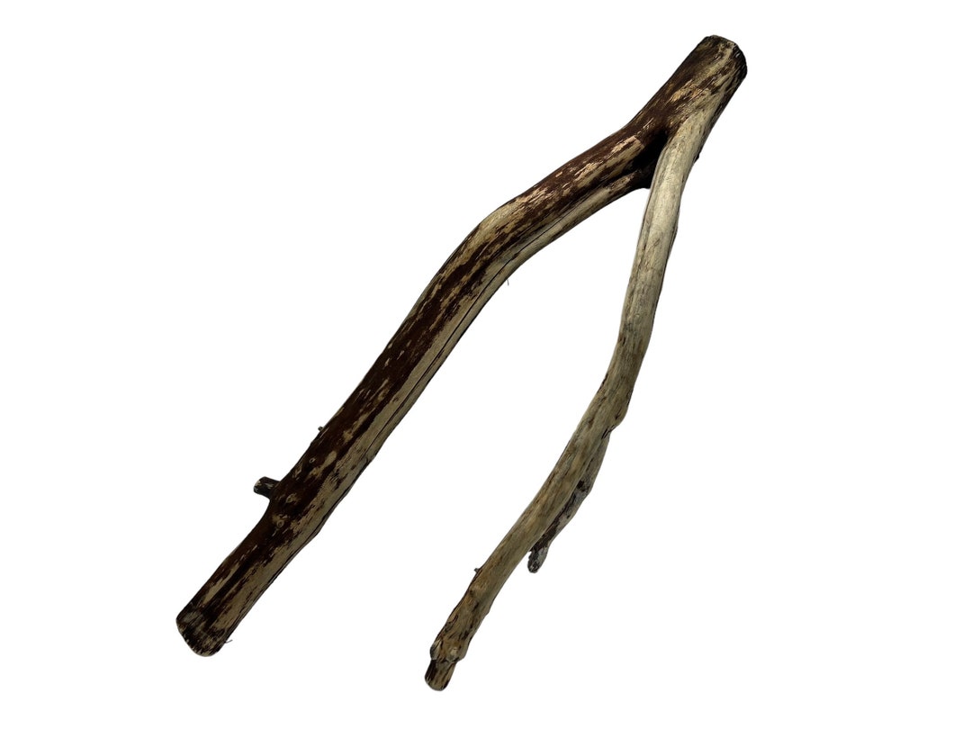 Large Manzanita Driftwood Trunk: Freestanding, Plenty of Surface Area ...