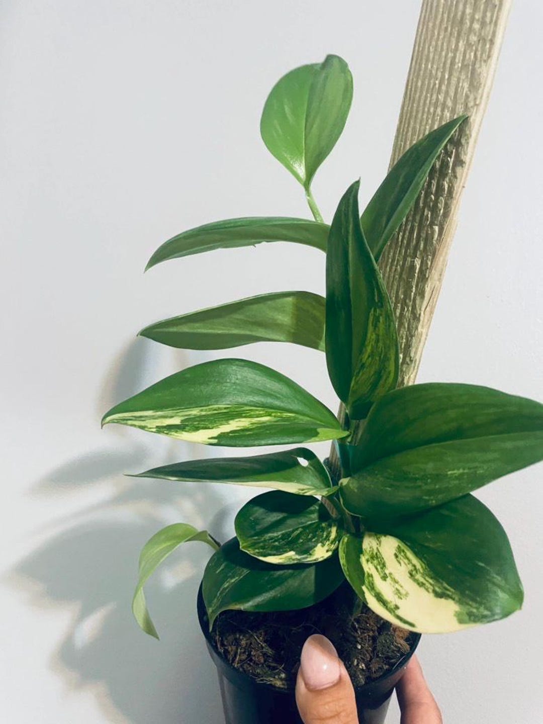 Scindapsus Rubicon Variegated on Board 4.5 Nursery Pot FREE SHIPPING - Etsy