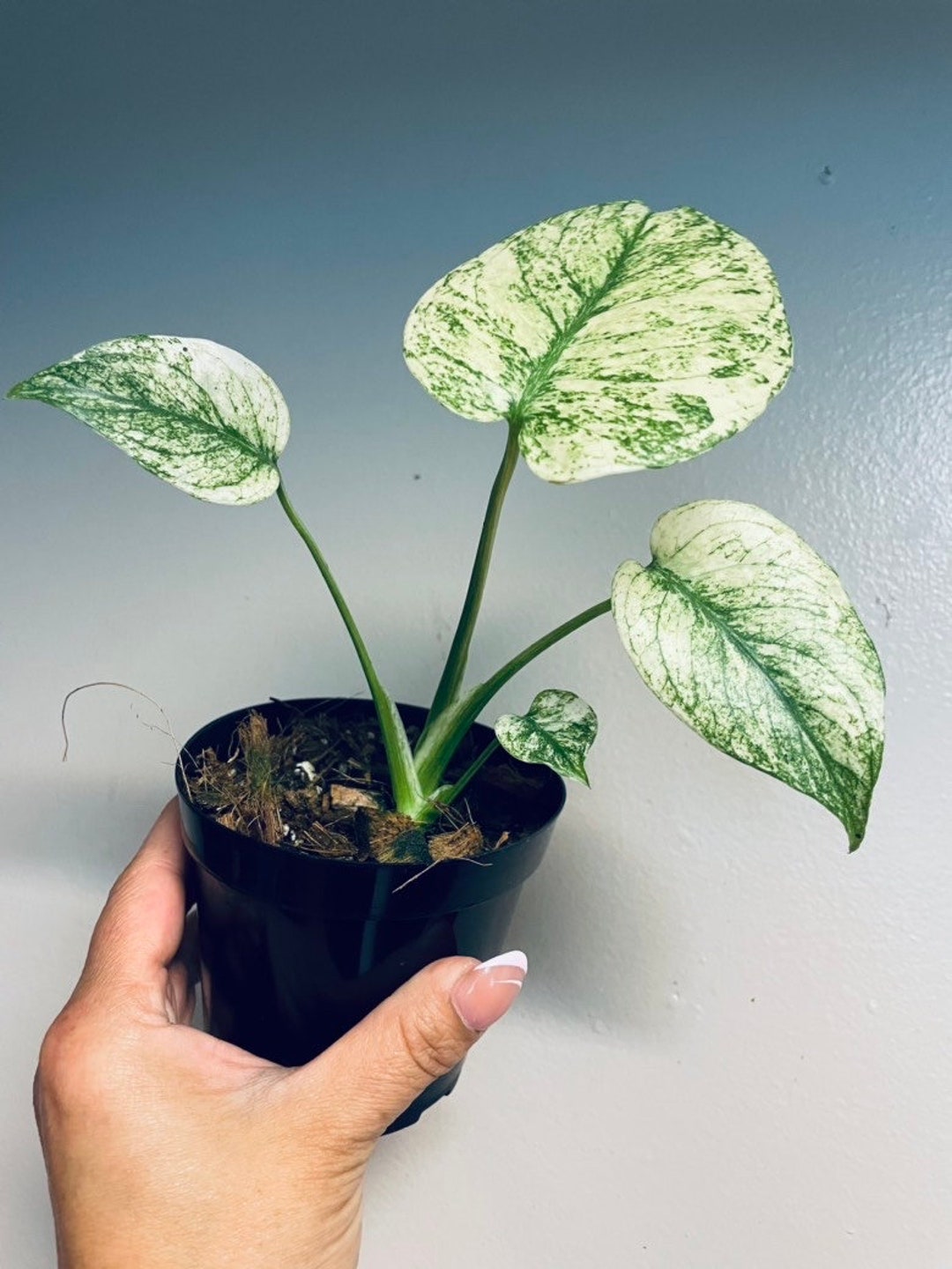 Monstera Mint 4 Pot FREE SHIPPING - Etsy