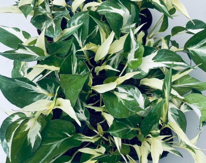 Mutant Manjula Pothos Epipremnum Aureum 4” Pot FREE SHIPPING - Sellers ...