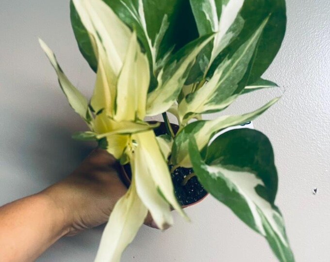 Mutant Manjula Pothos Epipremnum Aureum 4” B Pot FREE SHIPPING - Etsy