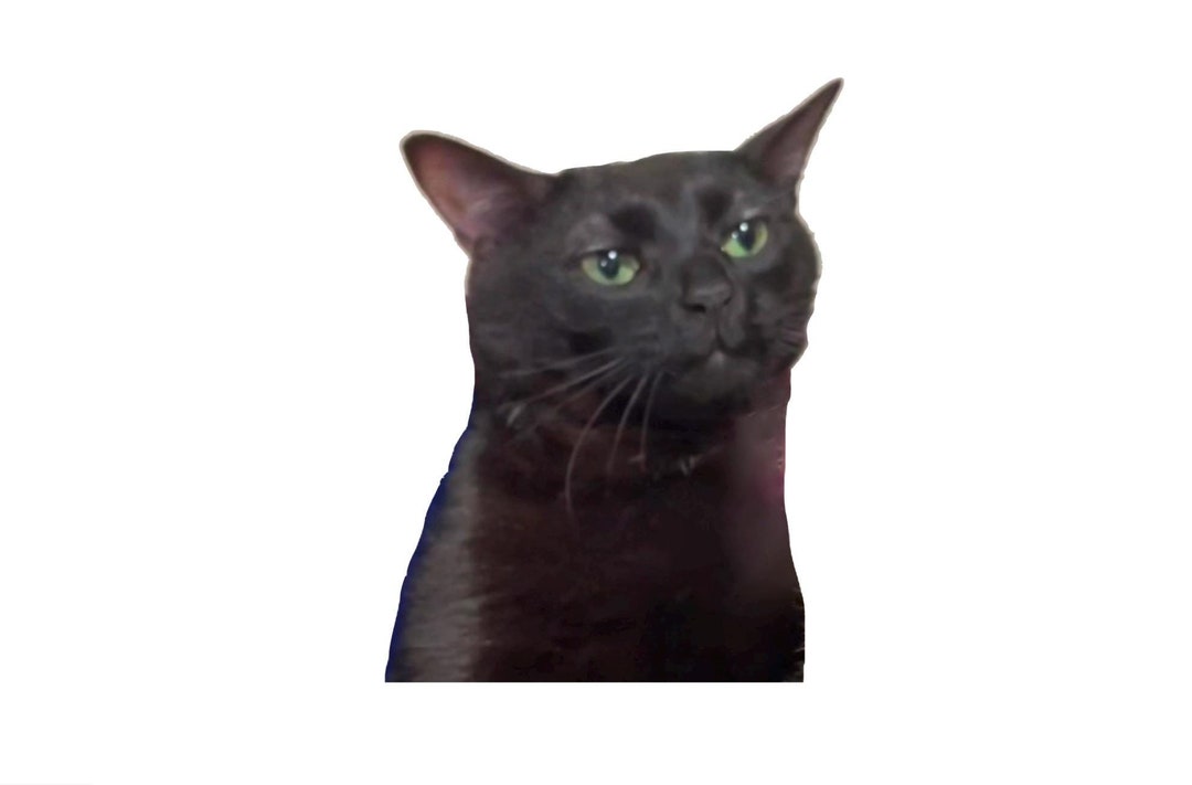 Black Cat Zoning Out Meme Sticker Decal - Etsy