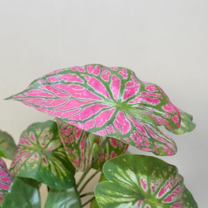 Fake Caladium Bicolor With Root, Artificial Flower, Tropical Plant ...