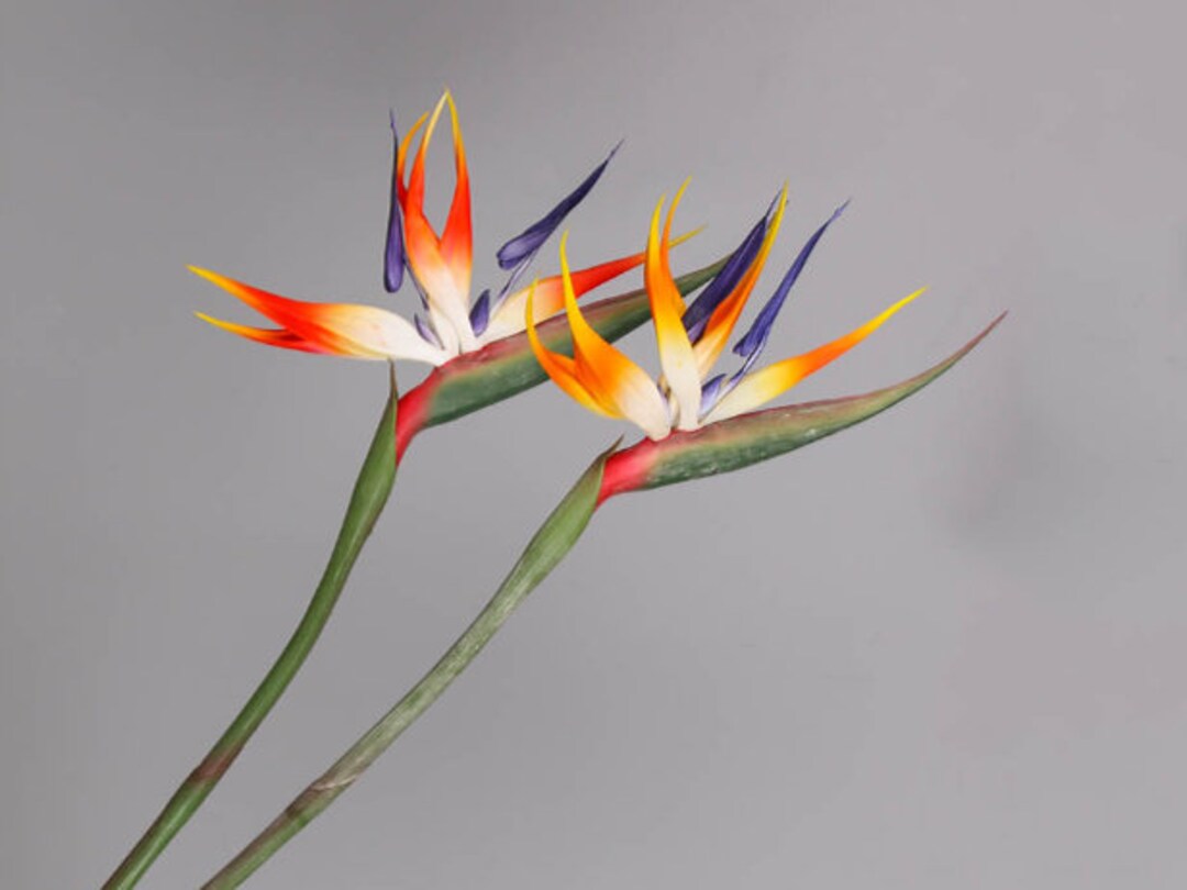 Fake Bird of Paradise Stem, Strelitzia Reginae Bloom, Artificial Flower ...
