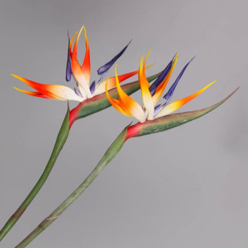 Realistic Fake Birds - Etsy