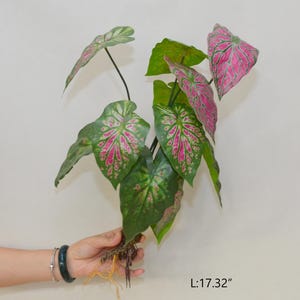 Fake Caladium Bicolor With Root, Artificial Flower, Tropical Plant ...