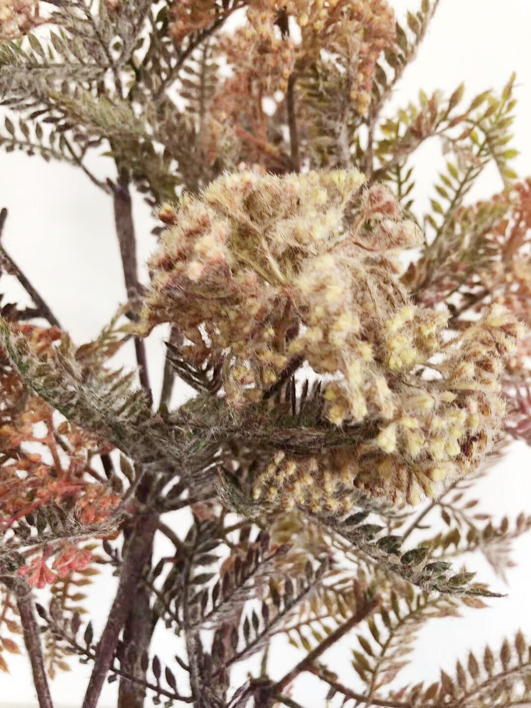 Artificial Fluffy Dandelion Stems With Leaves Rustic - Etsy