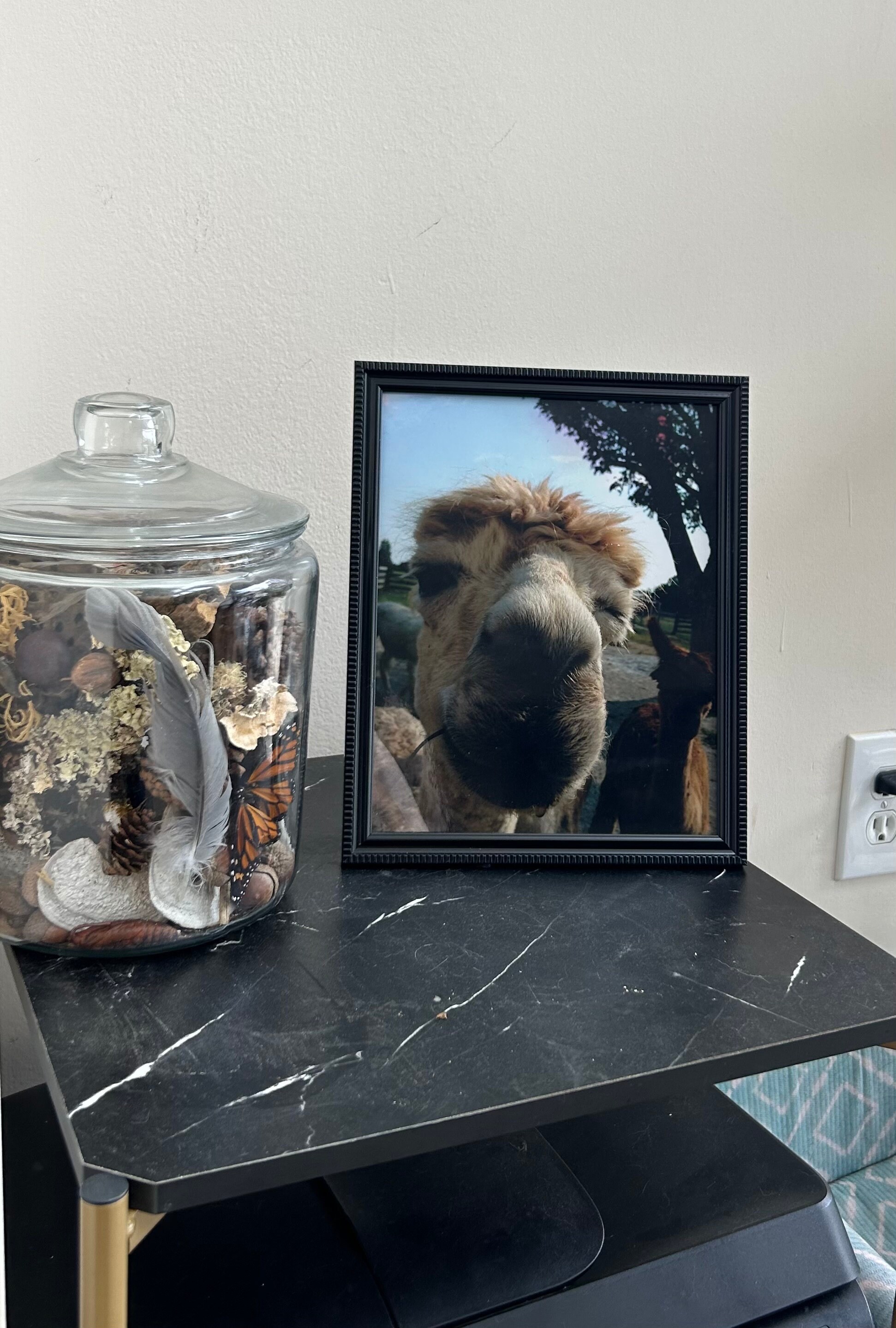 Alpaca Wink Photo - Etsy