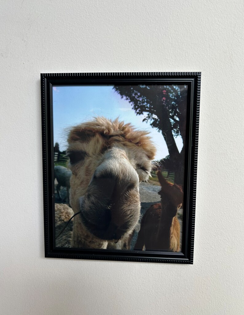Alpaca Wink Photo - Etsy