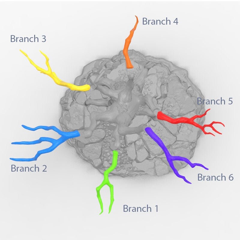 Hangman's Tree Shadowfey Wilds Dnd 5E Pathfinder 2E - Etsy Australia