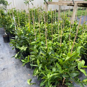 Red Wax Jambu Tree 2-3 Feet Tall - Etsy