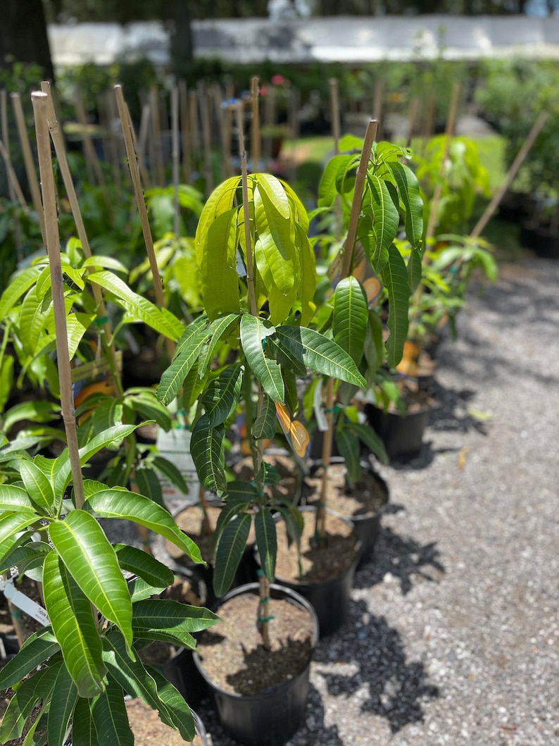 FLORIGON MANGO TREE grafted 3-4 Feet Tall. Free Shipping. - Etsy