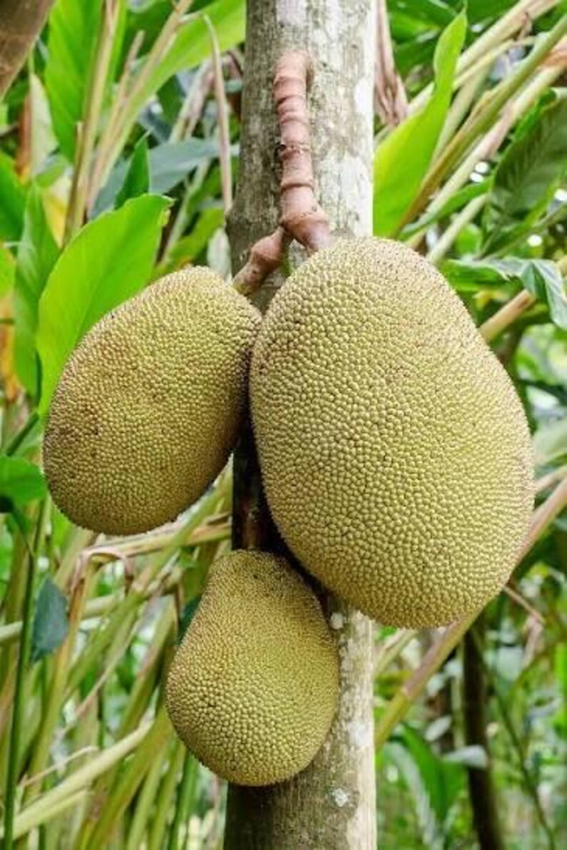 Jackfruit Tree- 3gallon- 2-3 Feet Tall - Etsy