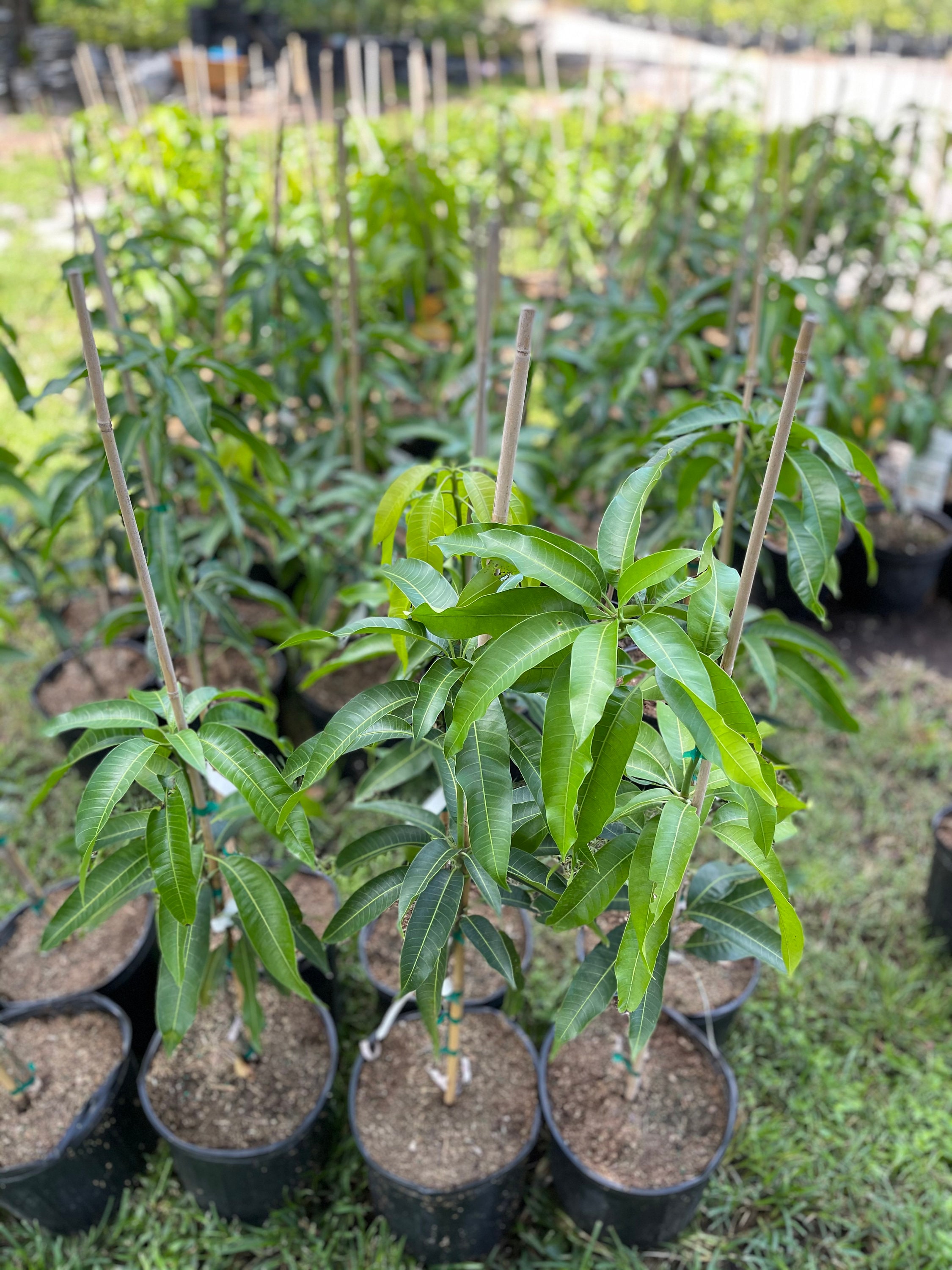 GLENN MANGO TREE (Grafted) 3 feet tall. — Vườn Trái Cây Florida