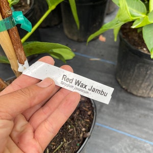 Red Wax Jambu Tree 2-3 Feet Tall - Etsy