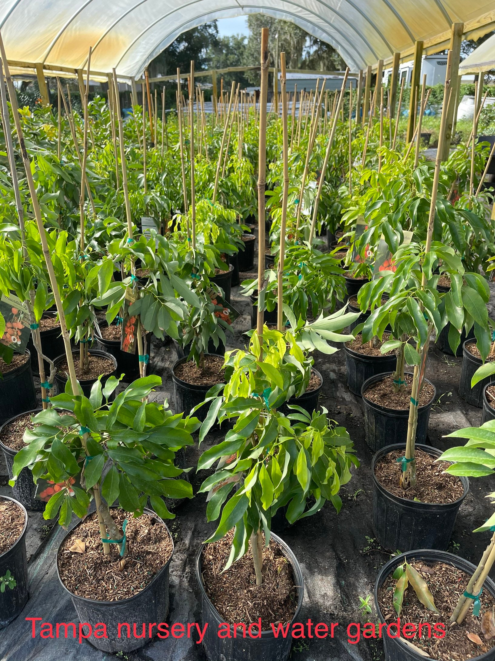 Lychee Tree (Mautirius variety) 3 feet tall. — Vườn Trái Cây Florida