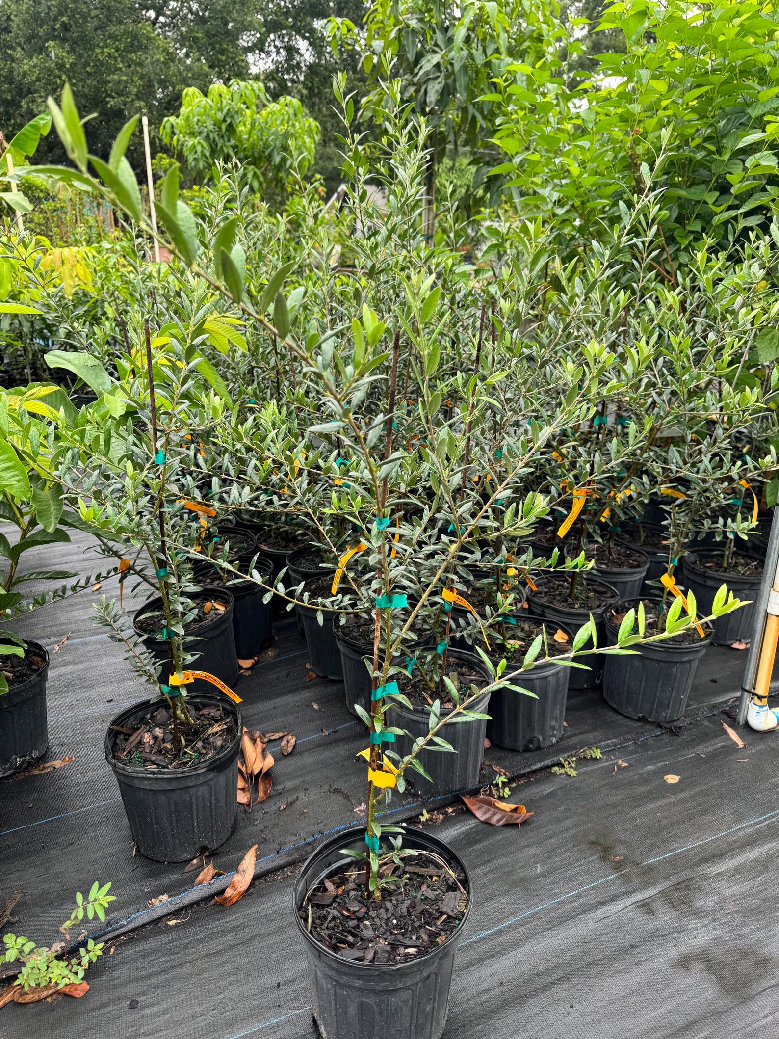 Arbequina OLIVE TREE 1 Gallon 2-3 Feet Tall. No Shipping CA - Etsy