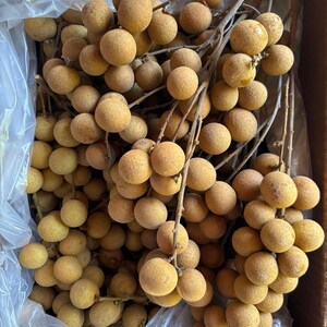 Fresh Longan Fruits From Florida 10 Pounds per Order free Shipping ...