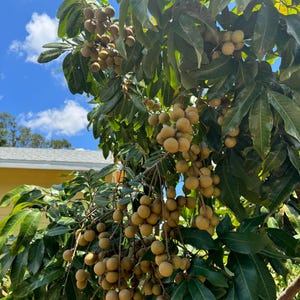 Fresh Longan Fruits From Florida 10 Pounds per Order free Shipping ...