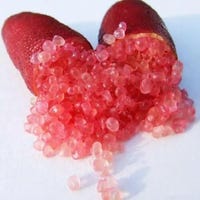 Australian Red Pulp Finger Lime Tree Please Read Description* - Etsy