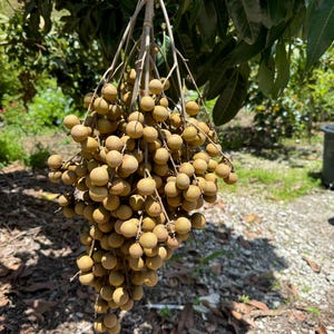 Fresh Longan Fruits From Florida 10 Pounds per Order free Shipping ...