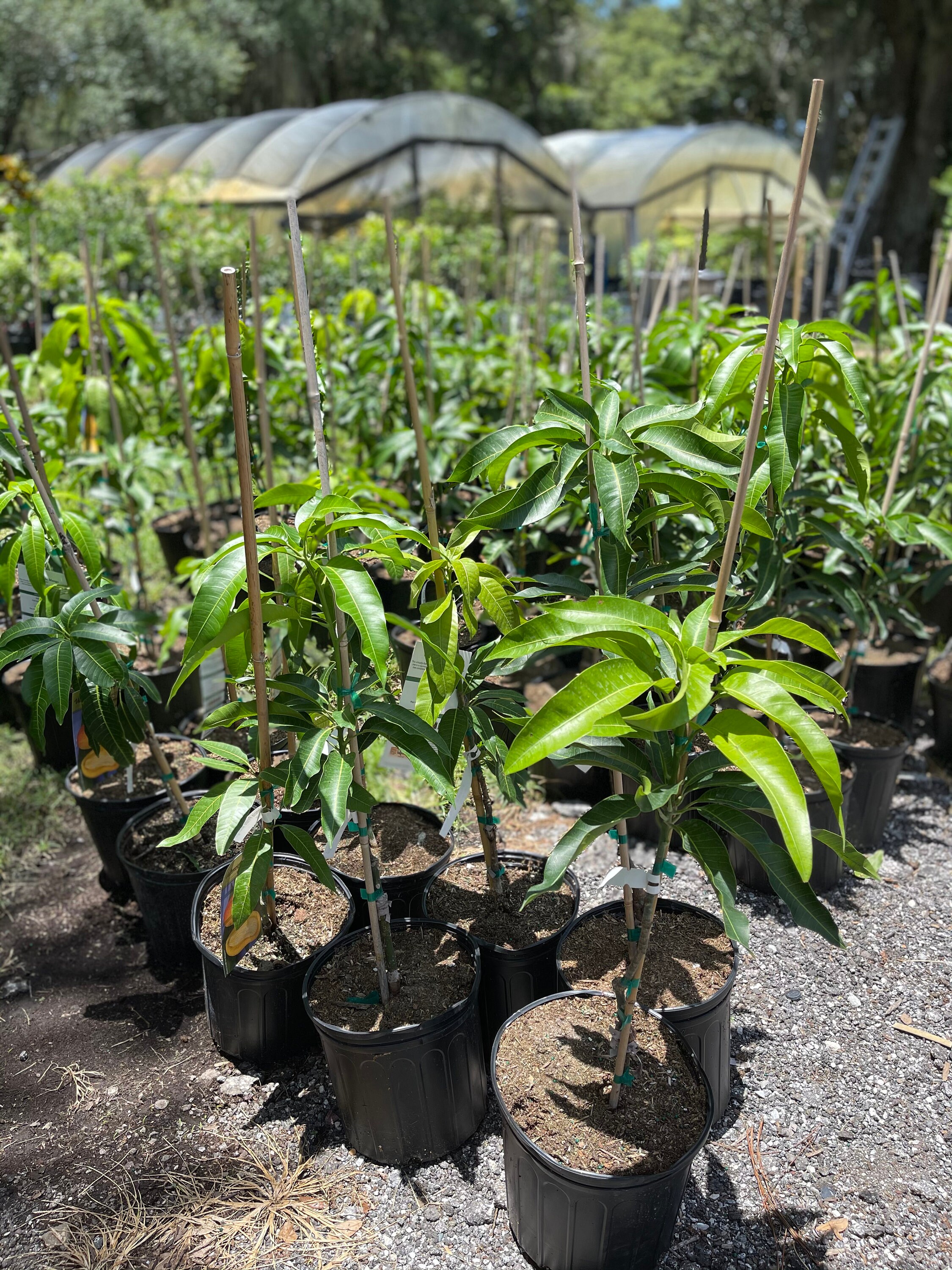 FLORIGON MANGO TREE (Grafted) 3-4 feet tall. — Vườn Trái Cây Florida