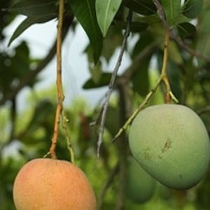 TEBOW MANGO TREE (grafted) 3 Feet Tall. - Etsy