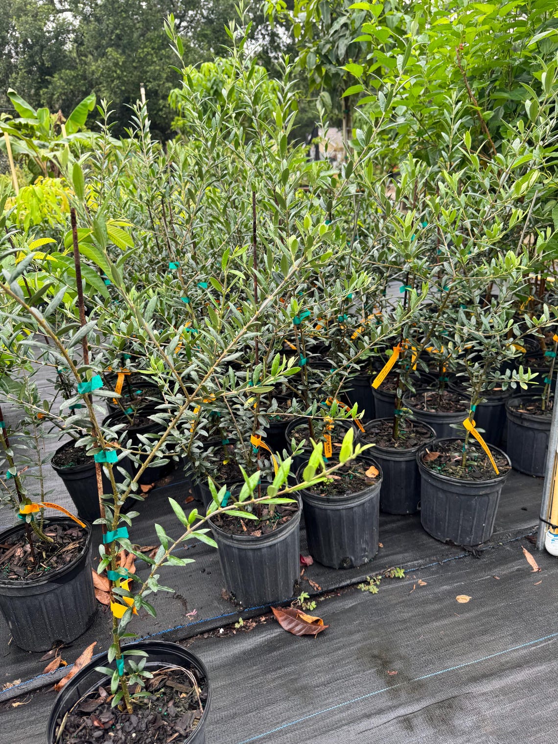 Arbequina OLIVE TREE 1 Gallon 2-3 Feet Tall. No Shipping CA - Etsy