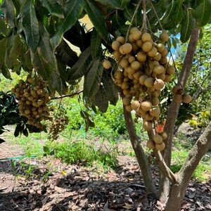 Fresh Longan Fruits From Florida 10 Pounds per Order free Shipping ...