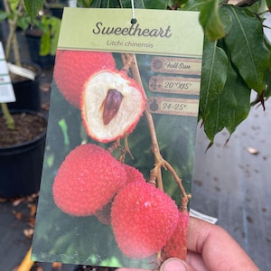 Sweetheart Lychee Tree (airlayered). 3 Gallon, 3 Feet Tall. - Etsy