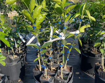 Ugli Tangelo Tree PLEASE READ FULL Description - Etsy