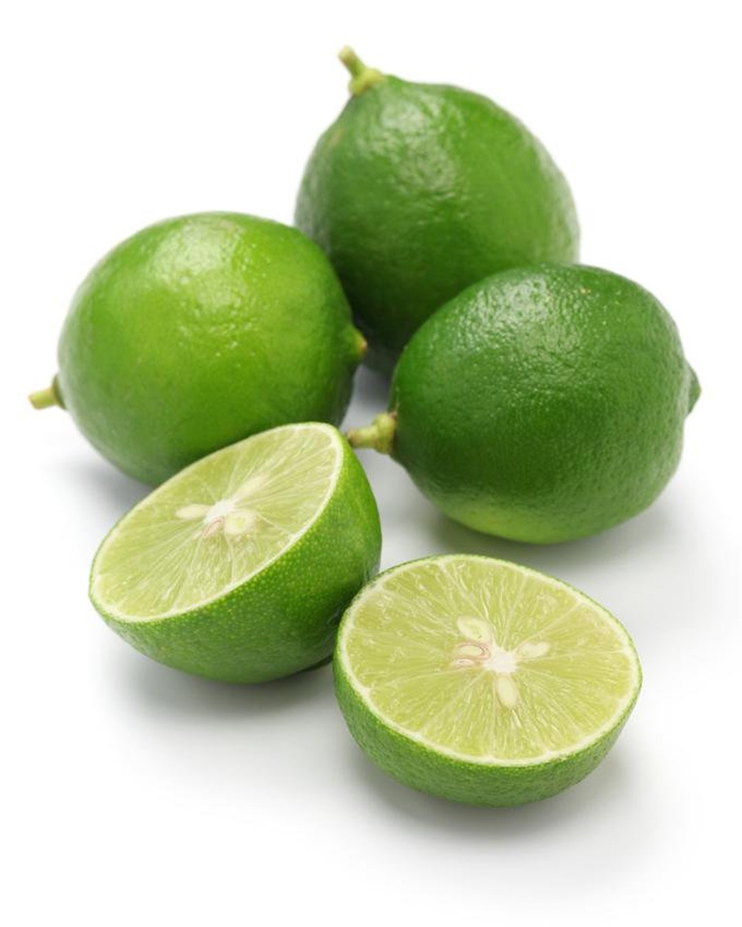 Persian Lime Bush -1gallon 1-2 Feet Tall. - Etsy