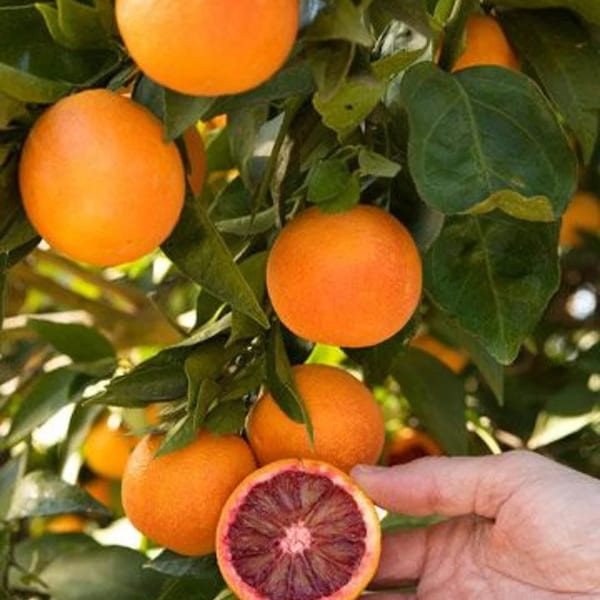 Blood Orange Tree - Etsy