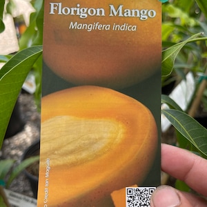 FLORIGON MANGO TREE (grafted) 3-4 Feet Tall. - Etsy