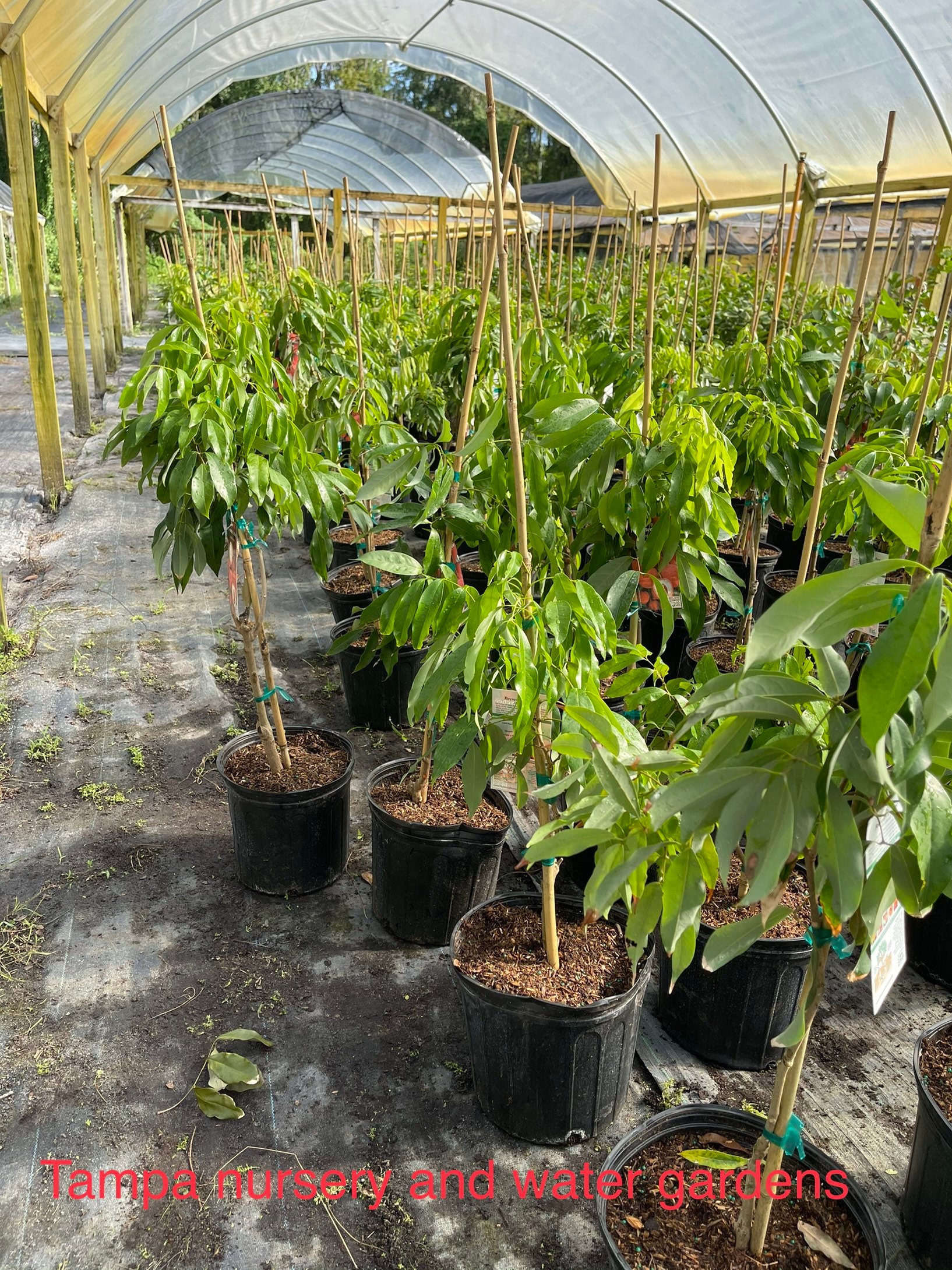 Lychee Tree (mautirius Variety) 2-3 Gallon-3 Feet Tall. - Etsy