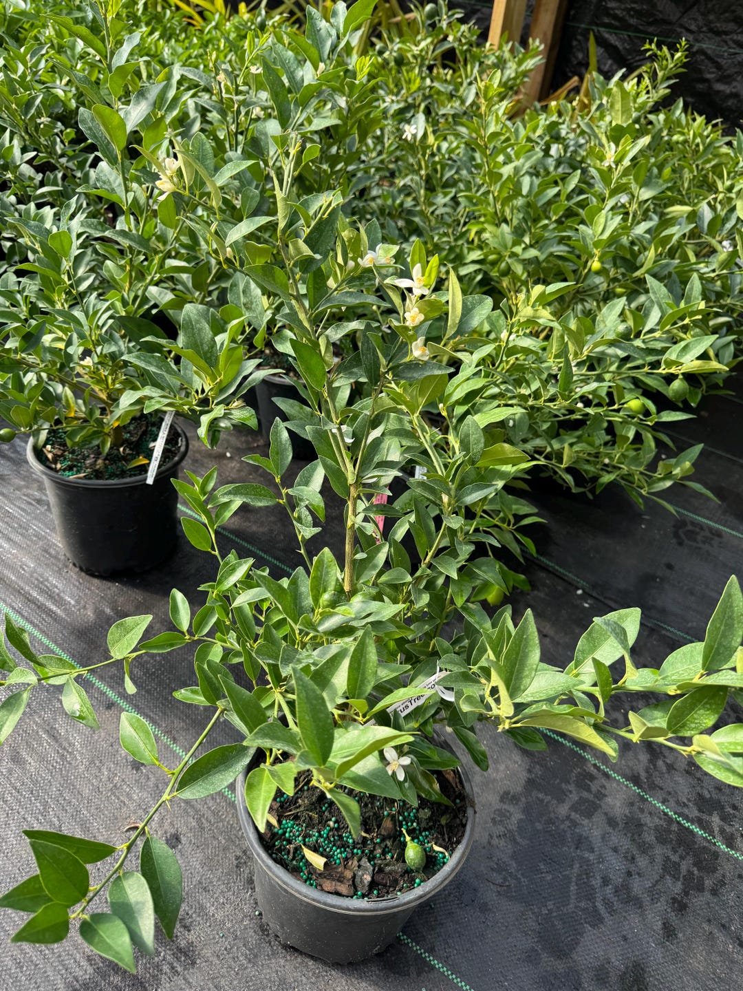 Key Lime Bush Live Plant 1 Gallon. - Etsy